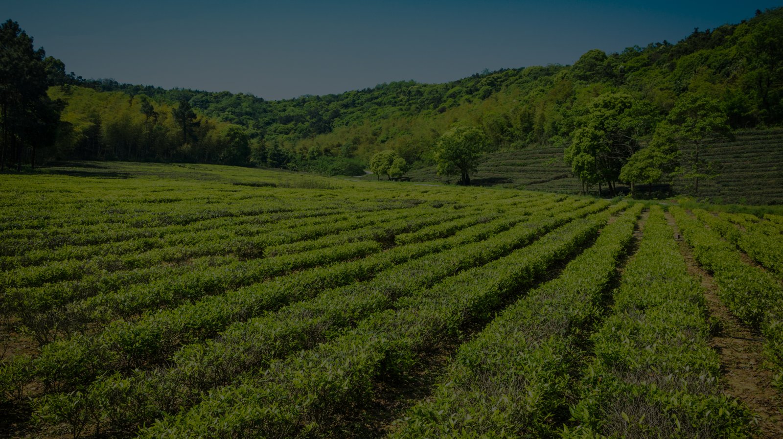 Main Home - Illaj Holdings